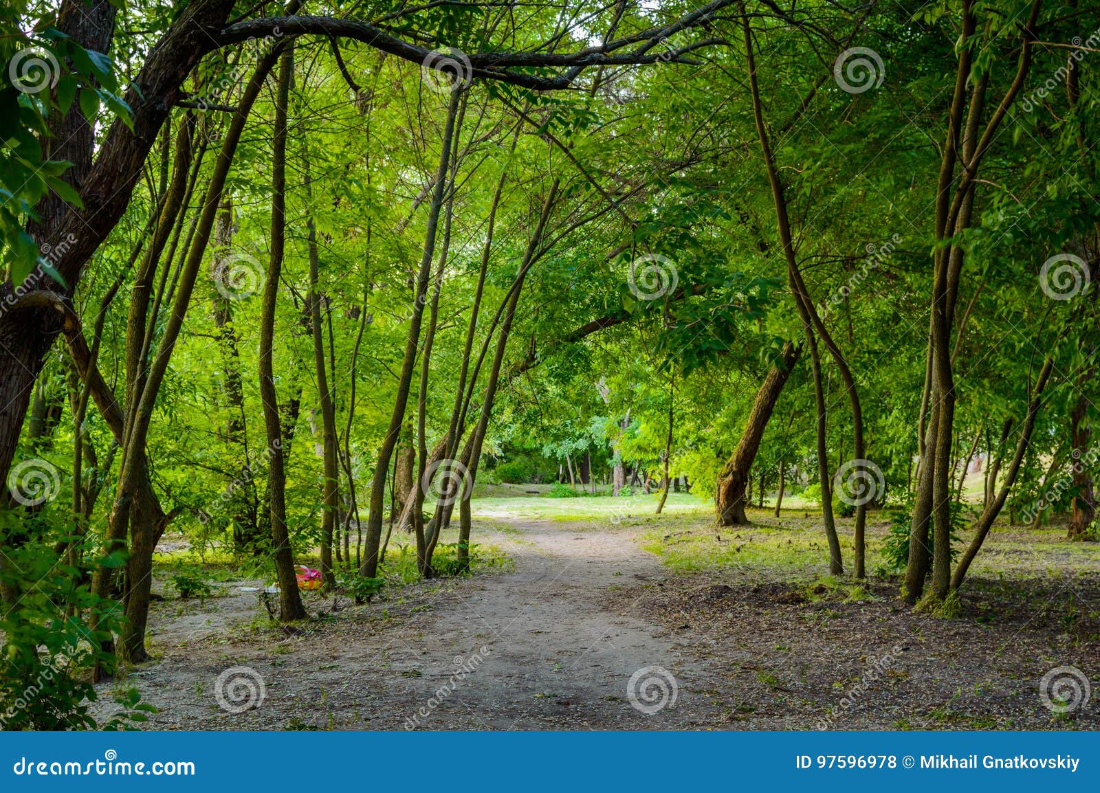 Forest Pathway in Shadow of Trees before Sunset Stock Photo - Image of ...