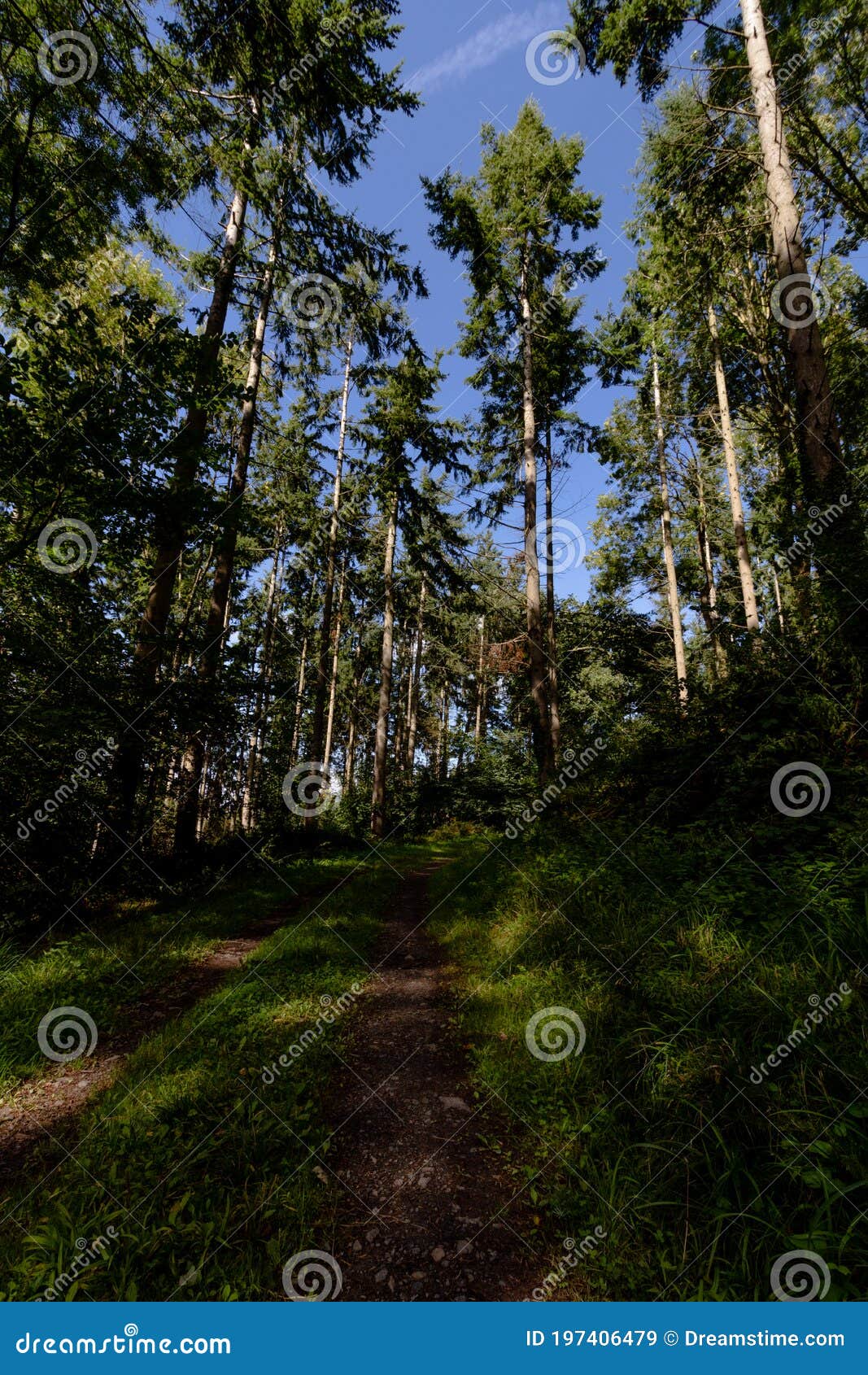 A Shadowy Pattern Cast Across the Forest Path Stock Image - Image of ...