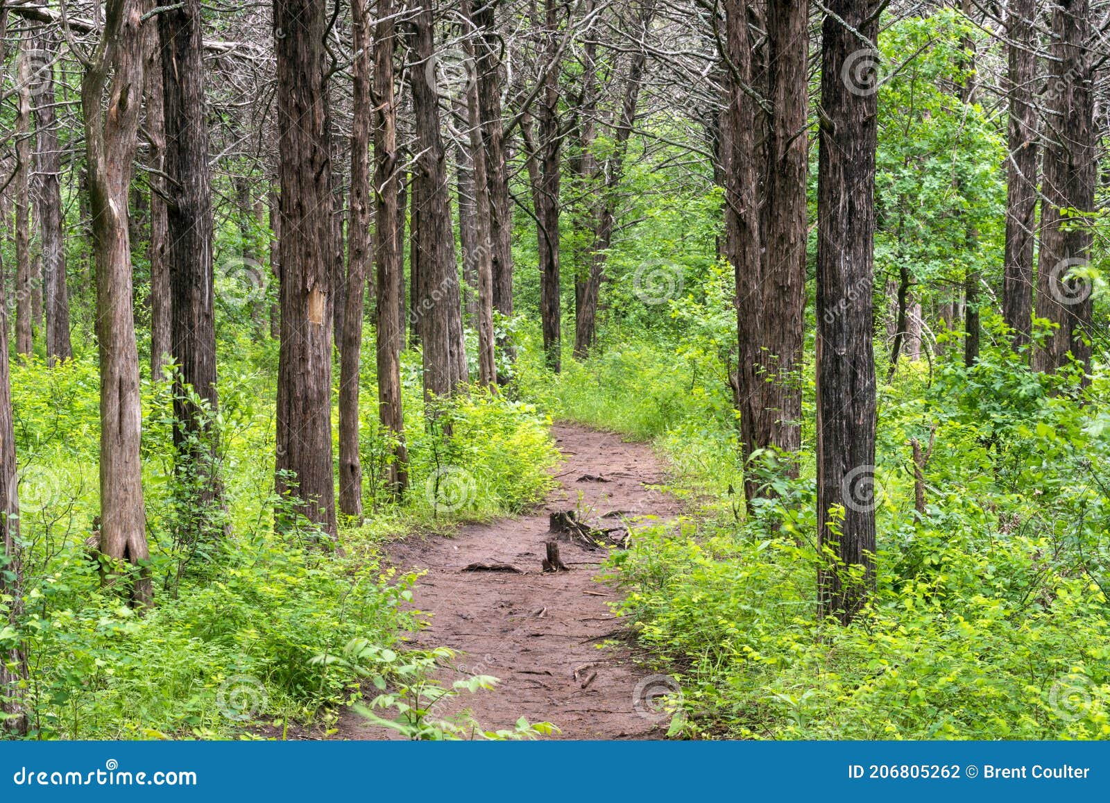 Forest Pathway n stock photo. Image of pathway, natural - 206805262