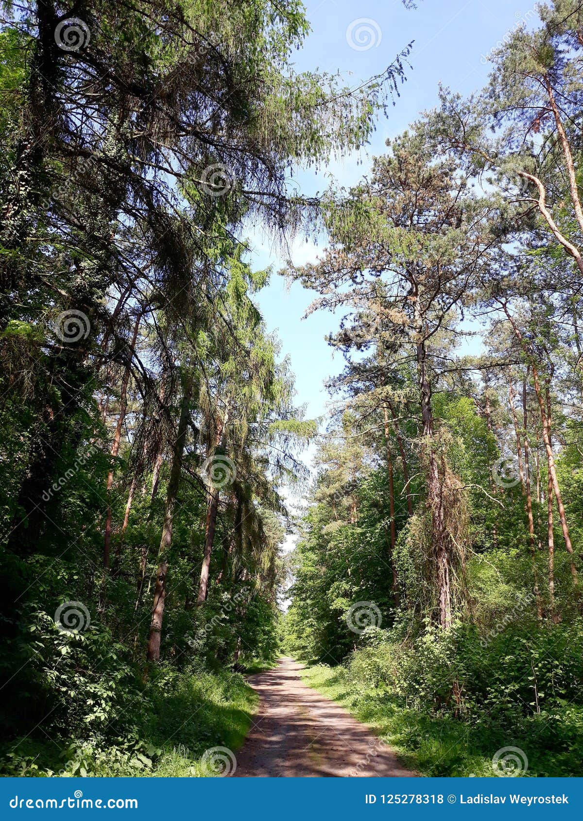 Summer Forest with Walk Path Stock Photo - Image of atmosphere, scenery ...