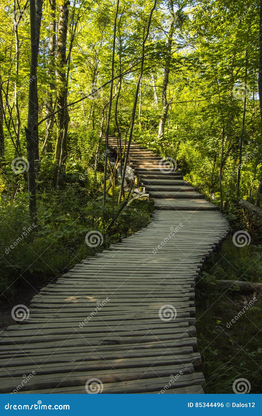 Forest Pathway in the Sunshine Stock Photo - Image of park, footbridge ...