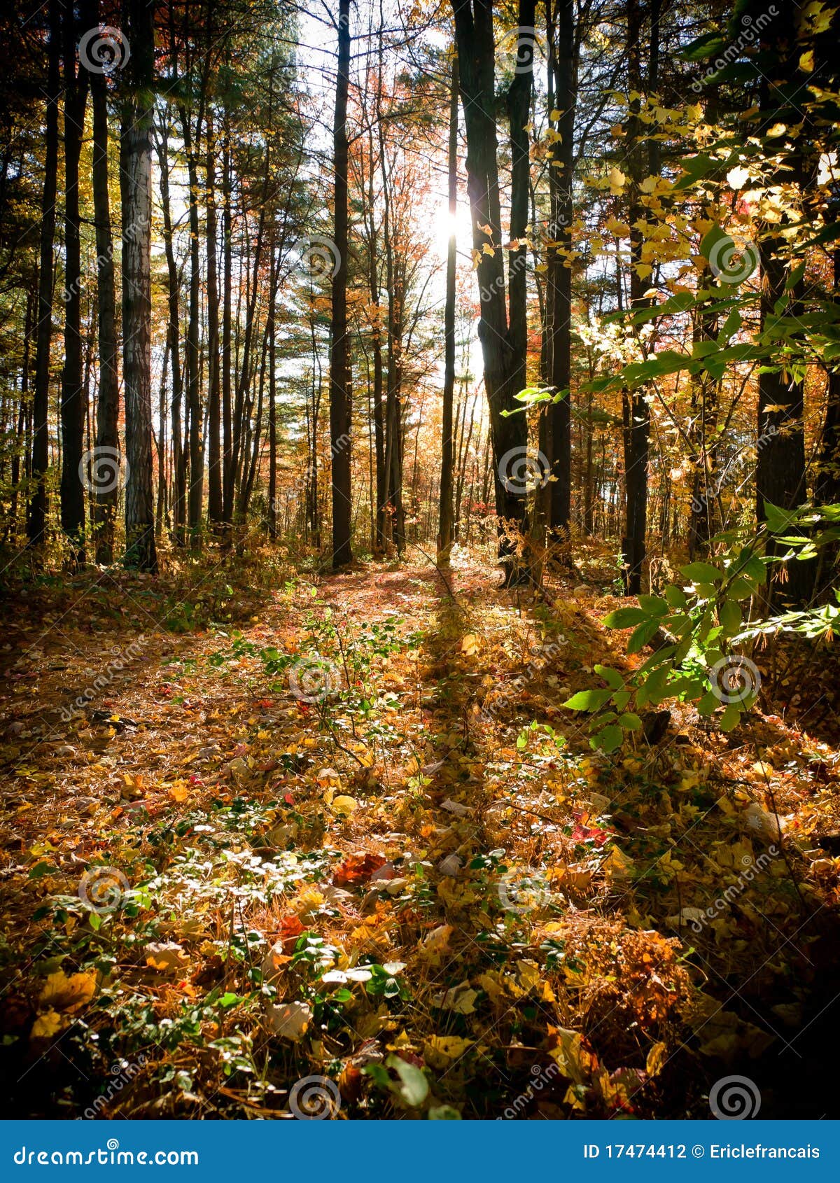Forest pathways stock photo. Image of sunlight, maples - 17474412