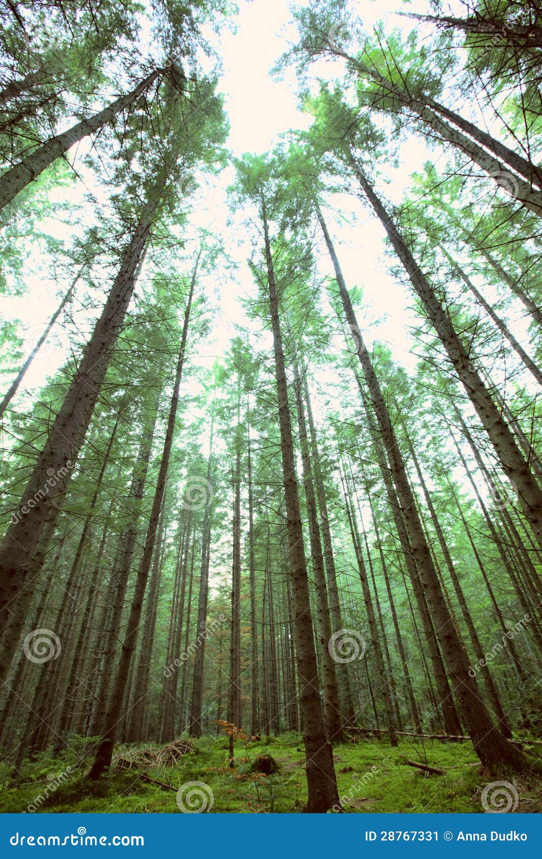 Forest pattern stock image. Image of plants, forest, foliage - 28767331
