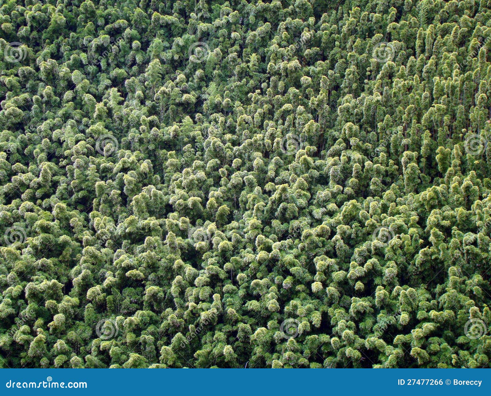 Forest Pattern Abstract of Large Bamboo Trees Stock Photo - Image of ...