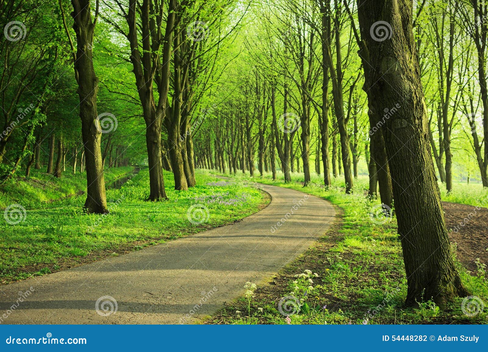 Forest Pavement Under the Trees Stock Photo - Image of forest, vacation ...