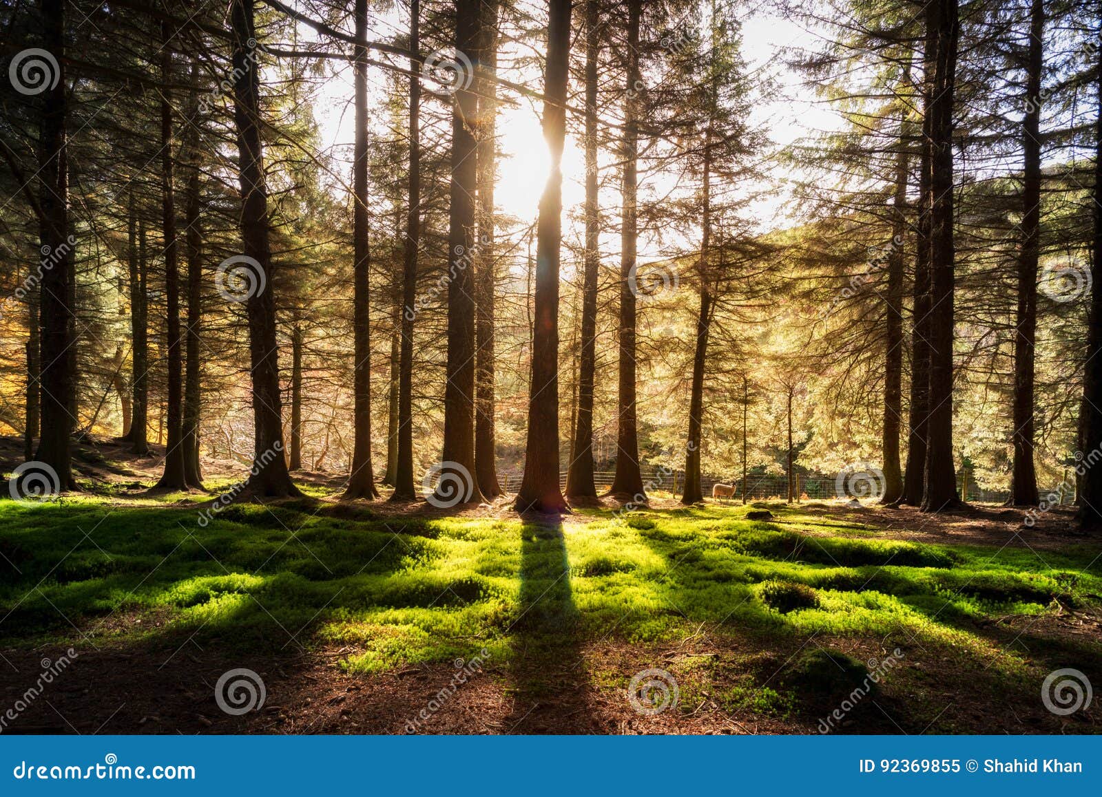 Forest Peak District England Regno Unito Immagine Stock - Immagine di ...
