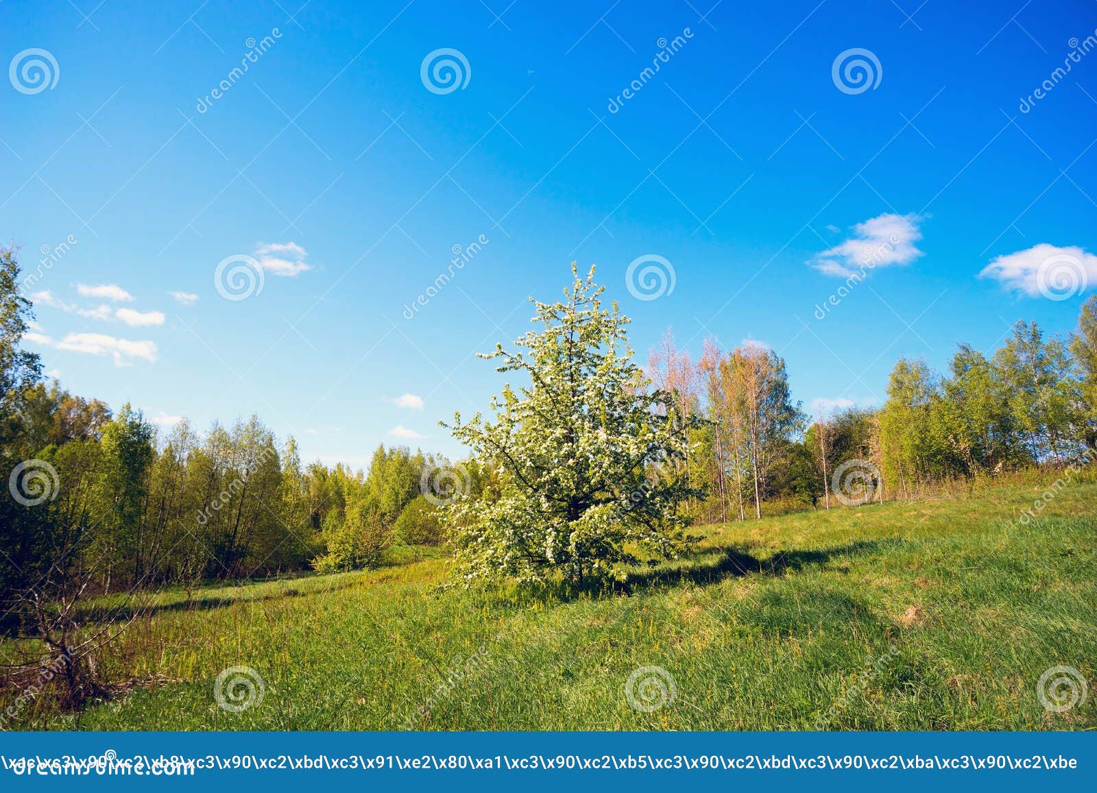 Forest Pear Blooms in Forest Glade. Stock Image - Image of nature ...