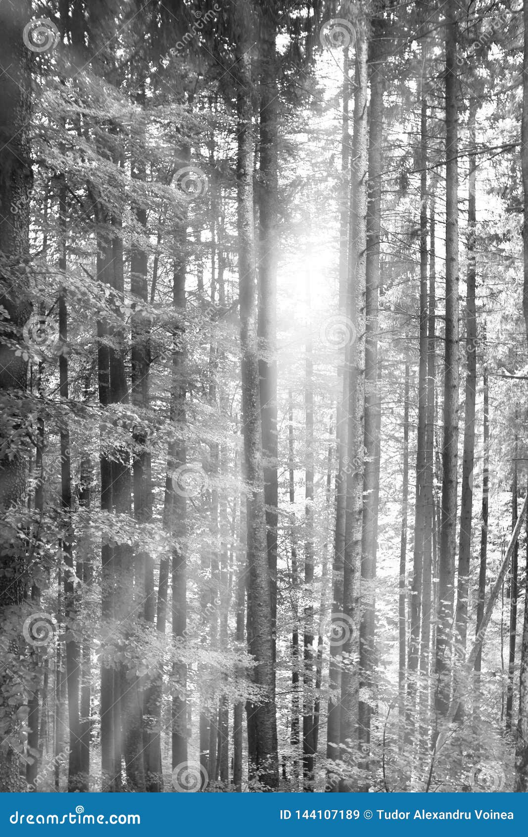 Forest with Perfect Straight Trees. Sunbeams Passing through Stock ...