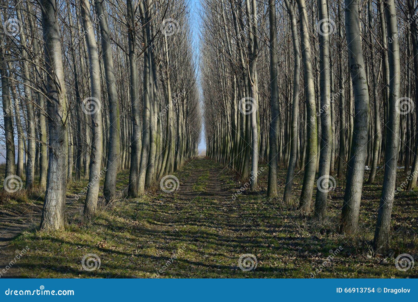 Through the forest stock photo. Image of branches, tree - 66913754