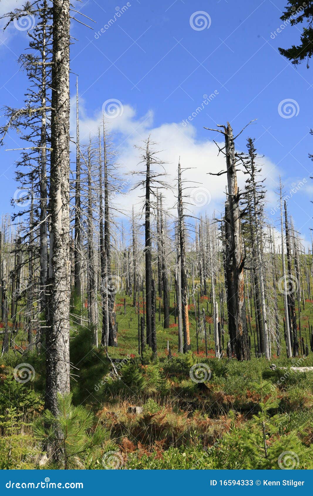 Forest in Peril stock image. Image of management, infestation - 16594333