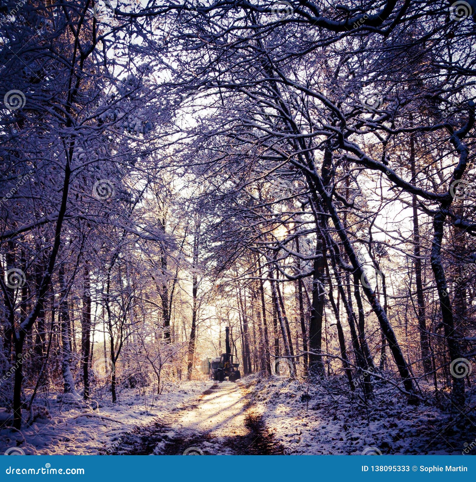 Forest Perspective imagen de archivo. Imagen de invierno - 138095333