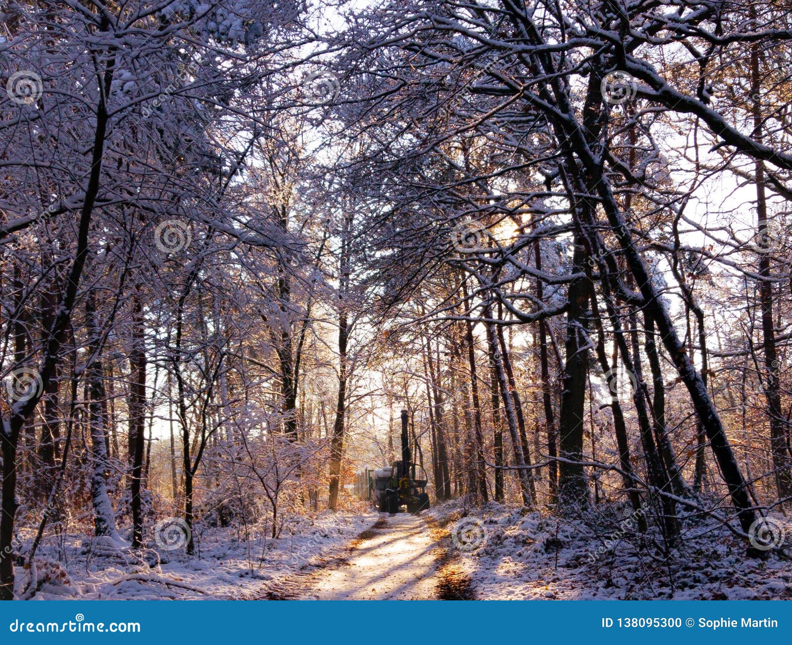Forest perspective stock photo. Image of alley, snow - 138095300