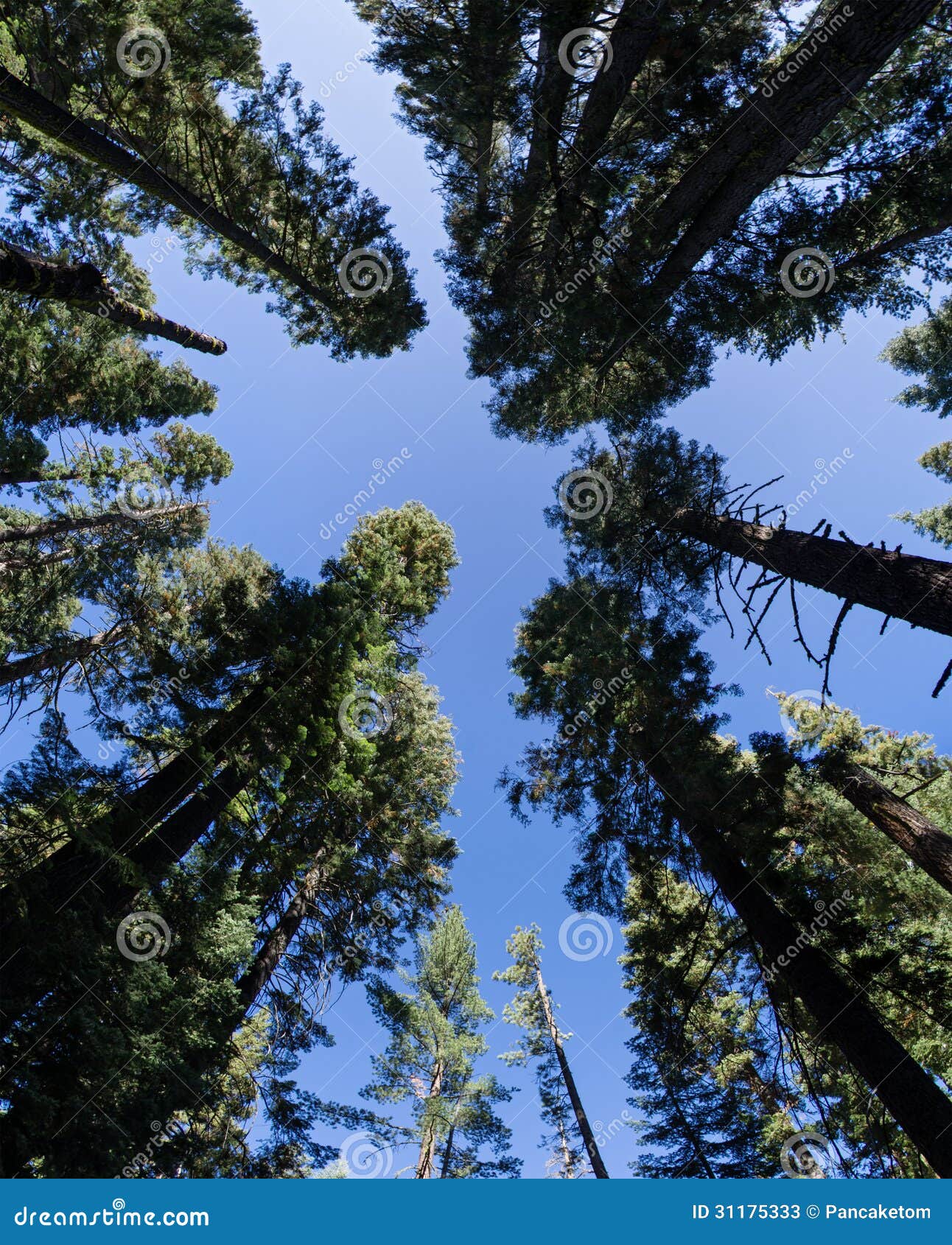 Forest Perspective stock image. Image of forest, yosemite - 31175333