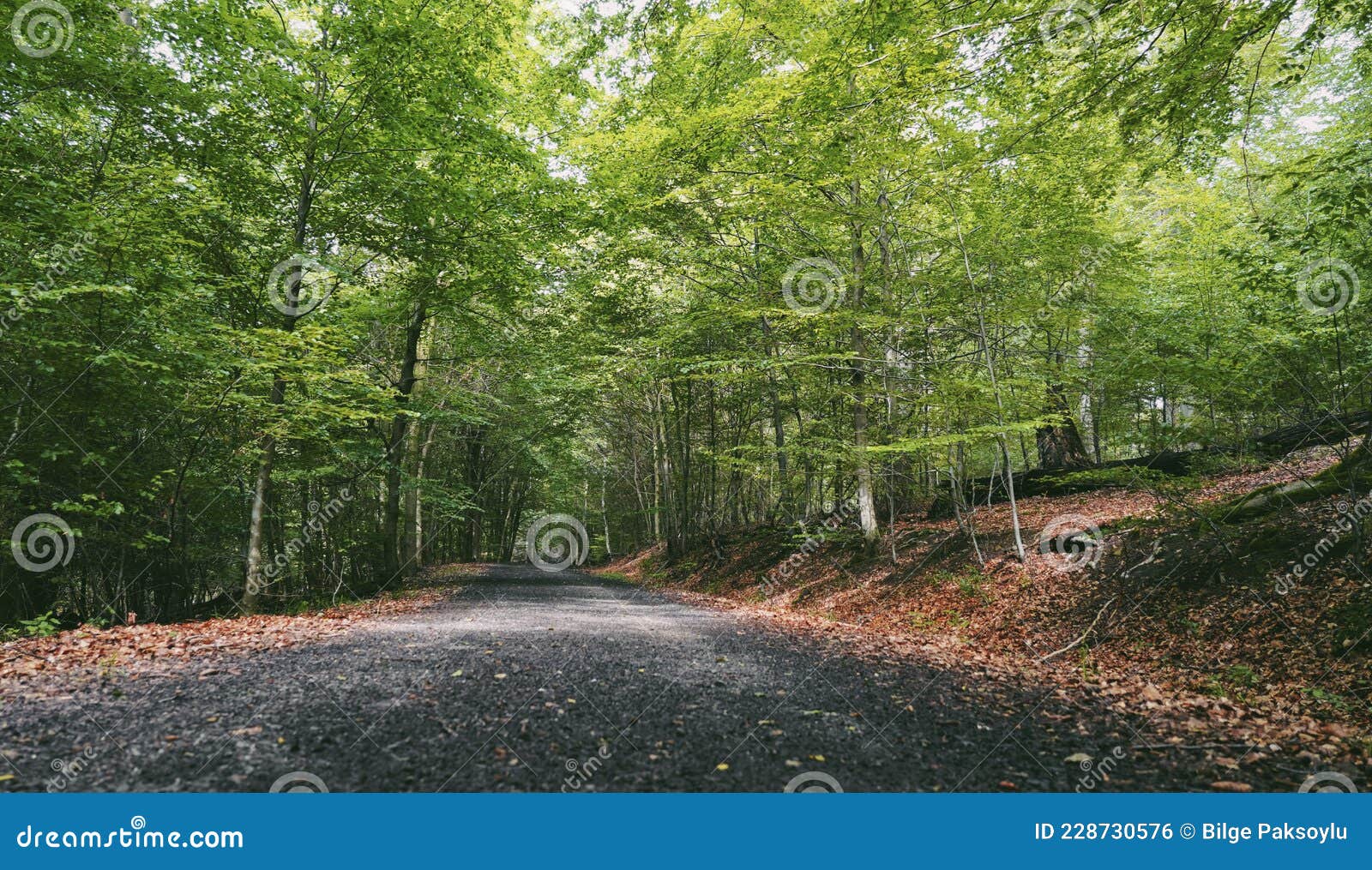 Forest Photography with Beautiful Trees and Walk Paths Stock Photo ...