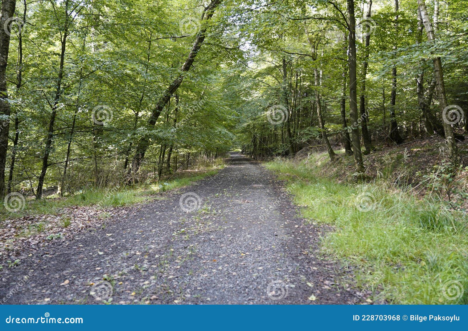 Landscape Nature Forest with Walk Paths and Trees Stock Photo - Image ...