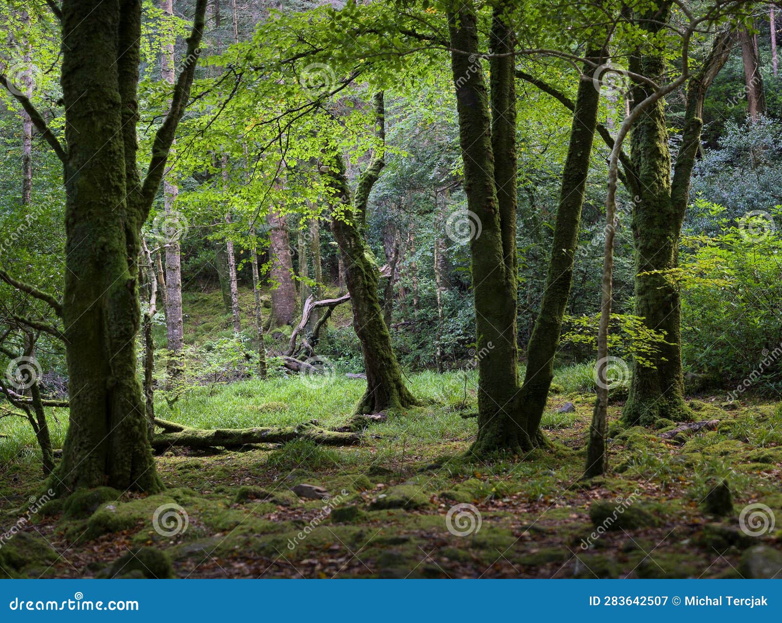 Forest picture. stock image. Image of nature, wilderness - 283642507