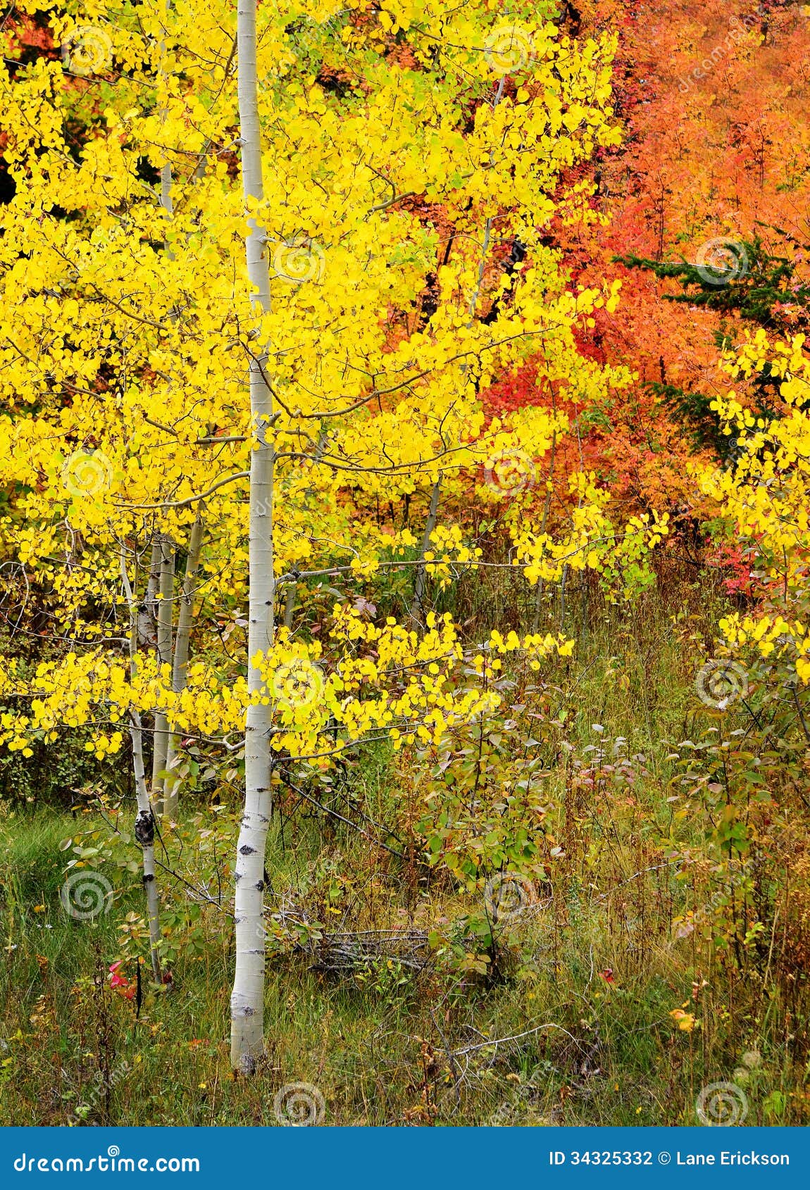 Forest of Pine, Aspen and MapleTrees in Fall Stock Photo - Image of ...