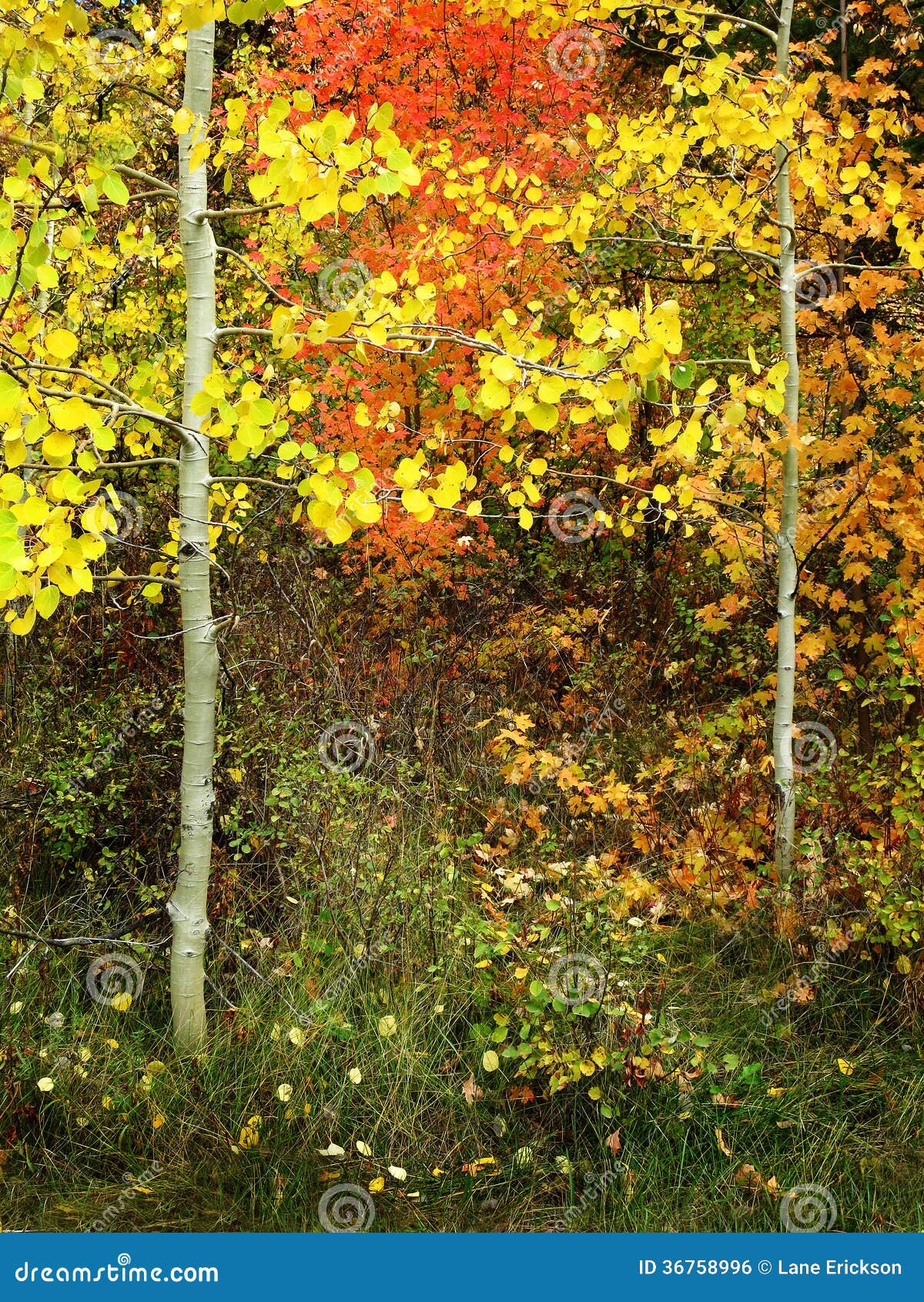Forest of Pine, Aspen and MapleTrees in Fall Stock Photo - Image of ...