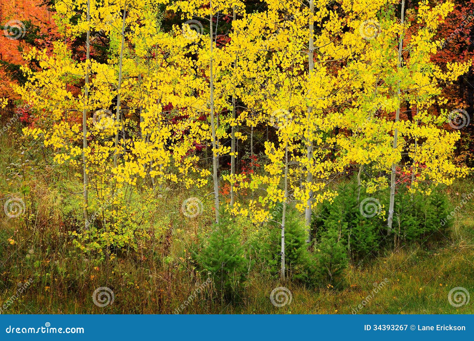 Forest of Pine, Aspen and Pine Trees in Fall Stock Image - Image of ...