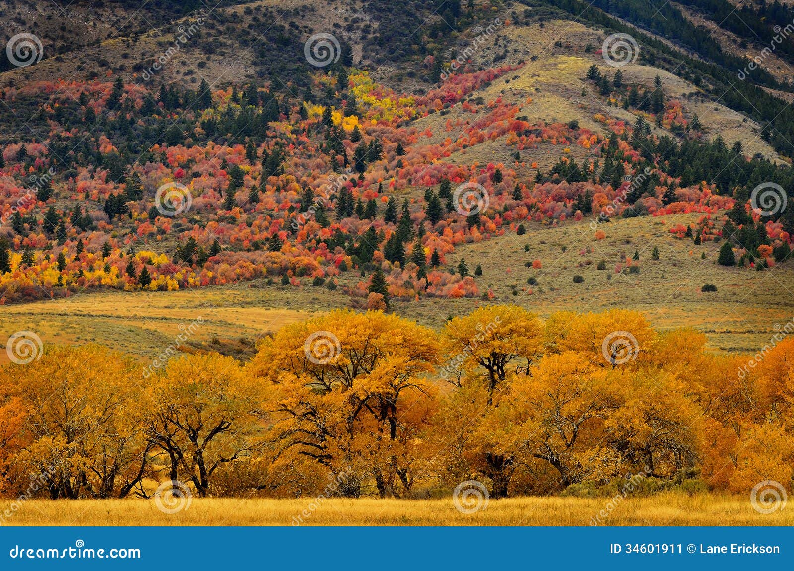 Forest of Pine, Aspen and Pine Trees in Fall Stock Image - Image of ...