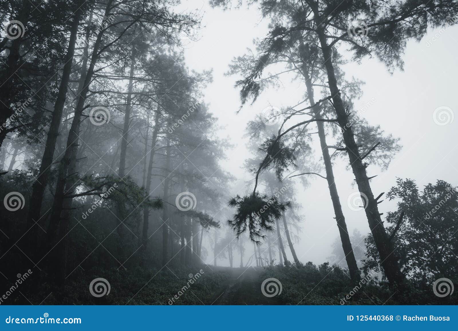 In the Forest Pine and Fog Road into the Forest Stock Photo - Image of ...