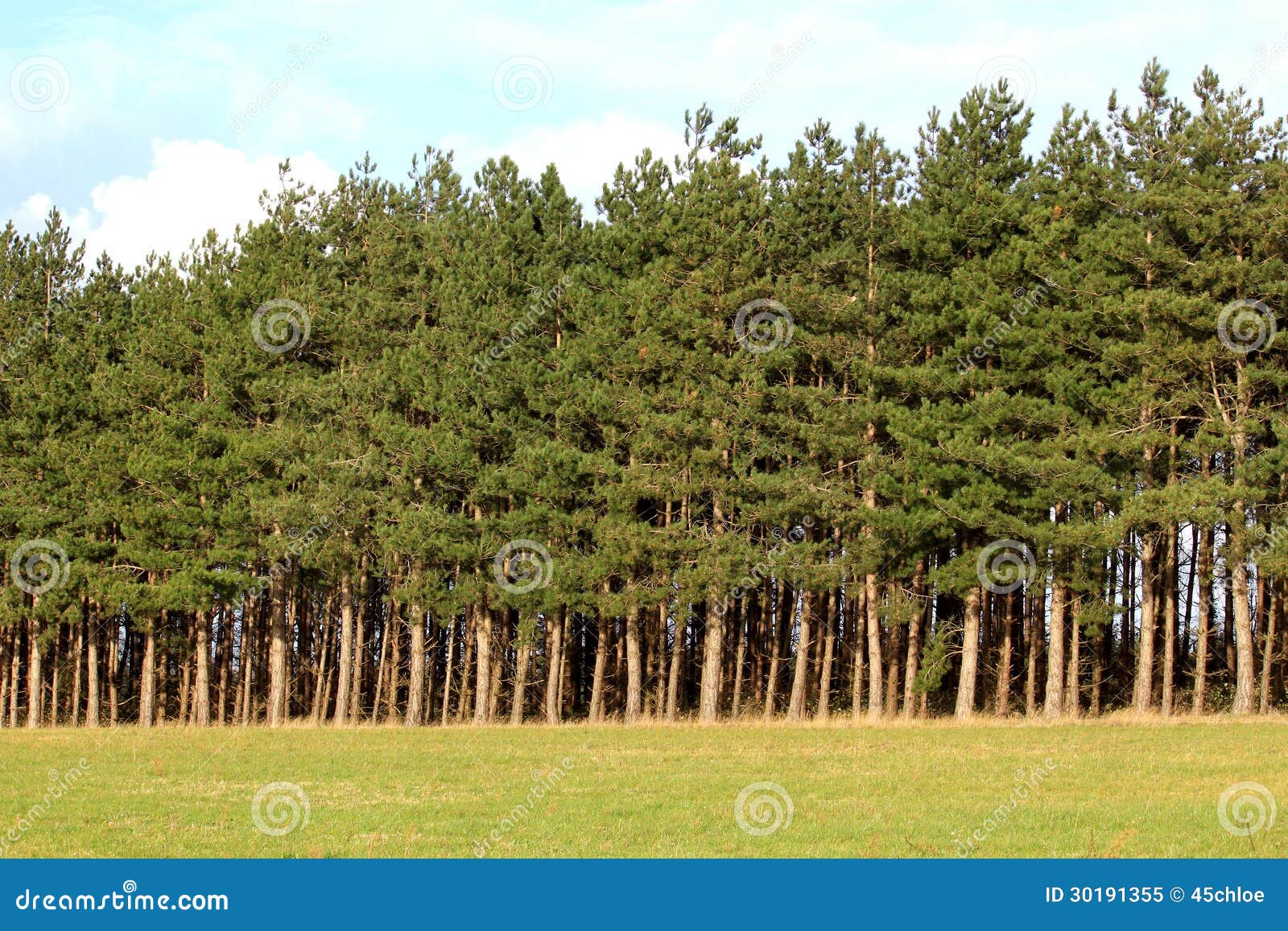 Forest of firs stock image. Image of nature, wood, pruning - 30191355