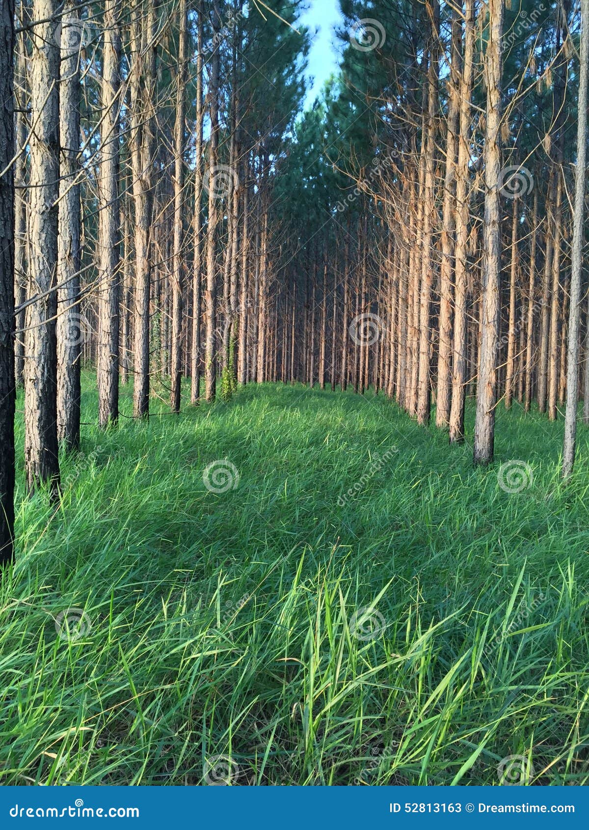Forest pine stock image. Image of tree, green, pine, grass - 52813163