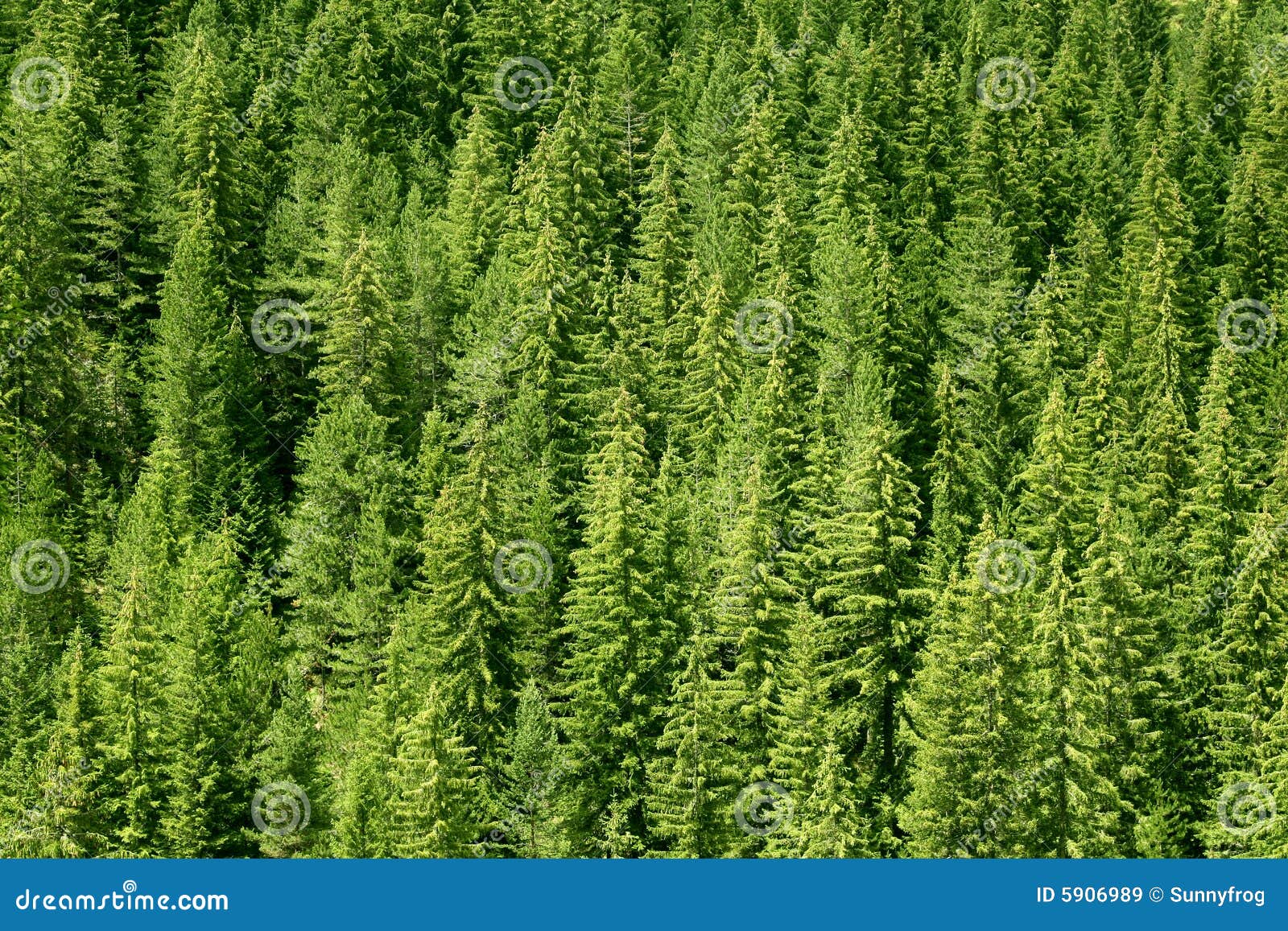 Forest of pine tree stock image. Image of weather, christmas - 5906989