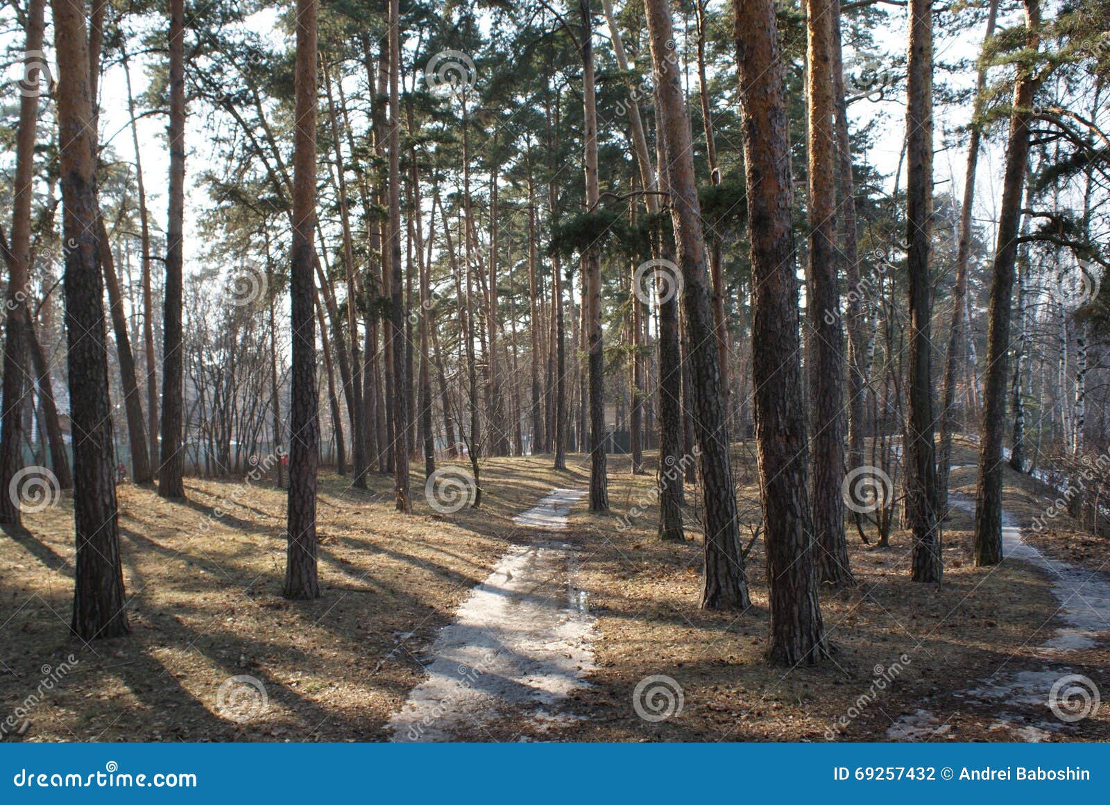 Forest stock photo. Image of woods, april, forest, pine - 69257432
