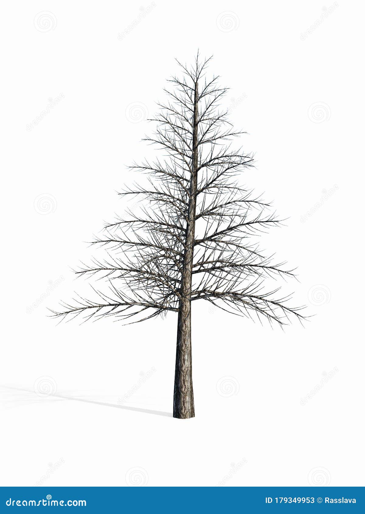 Forest Pine Tree without Leaves Isolated on White Background. Stock ...