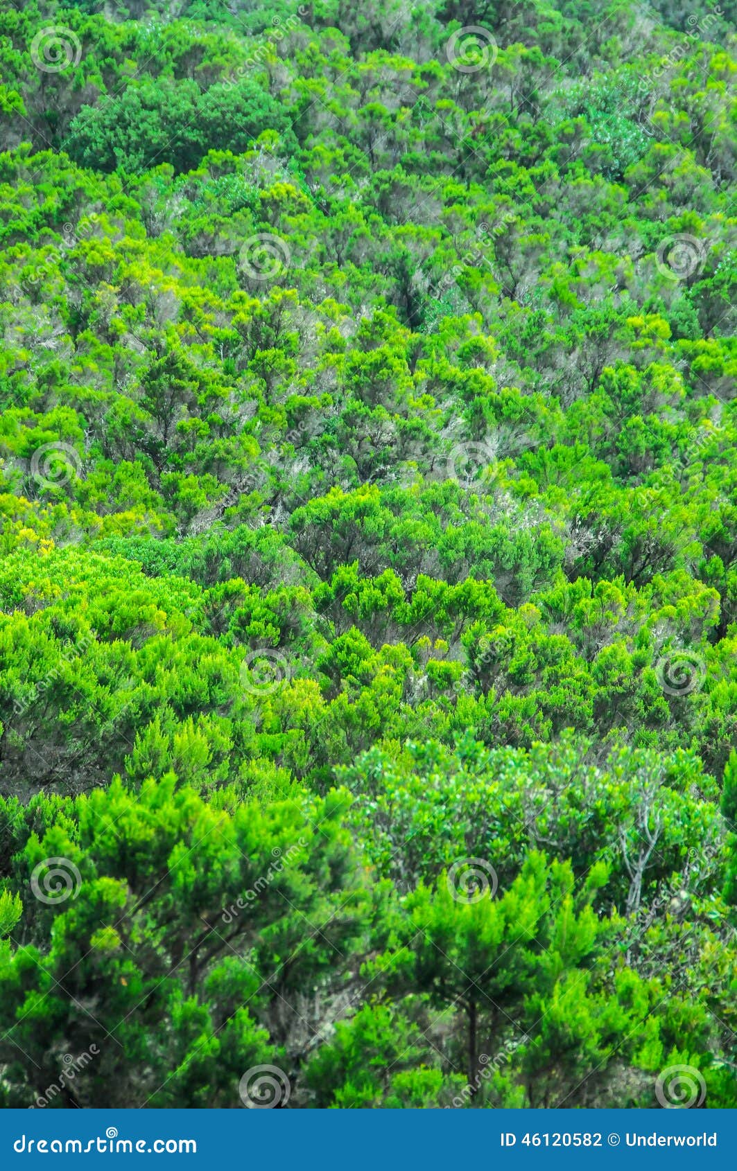 Forest Pine Tree Leaves Texture Selvaggio Fotografia Stock - Immagine ...