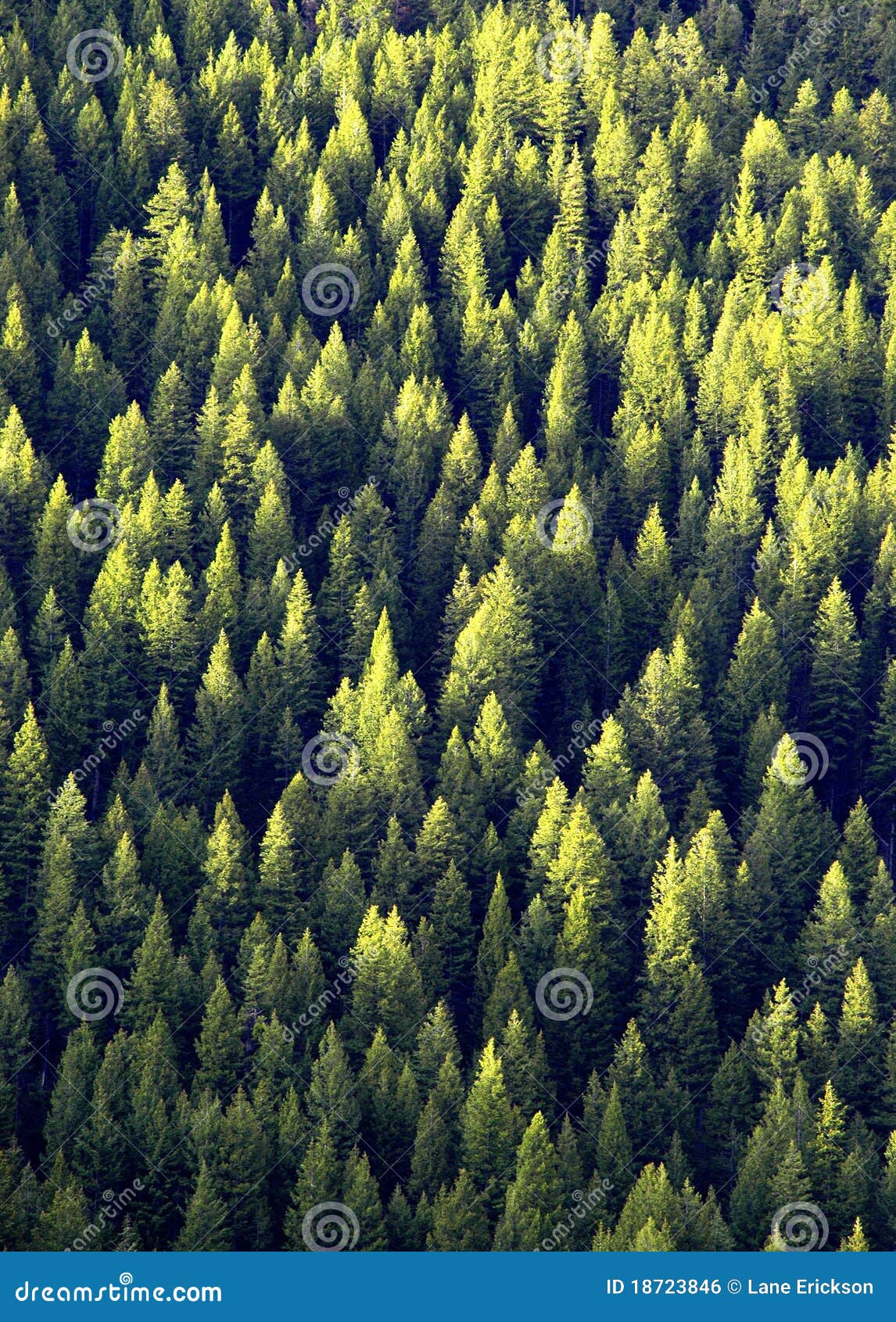 Forest of Pine Trees stock photo. Image of macro, christmas - 18723846
