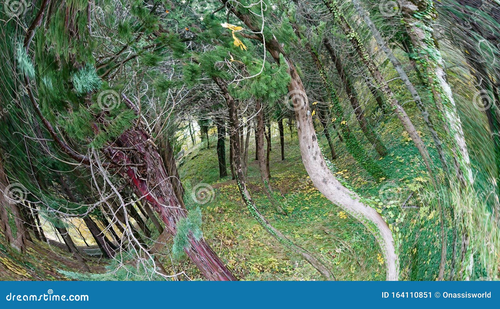 Forest Pine Trees Abstract Art Stock Image - Image of forest, pine ...