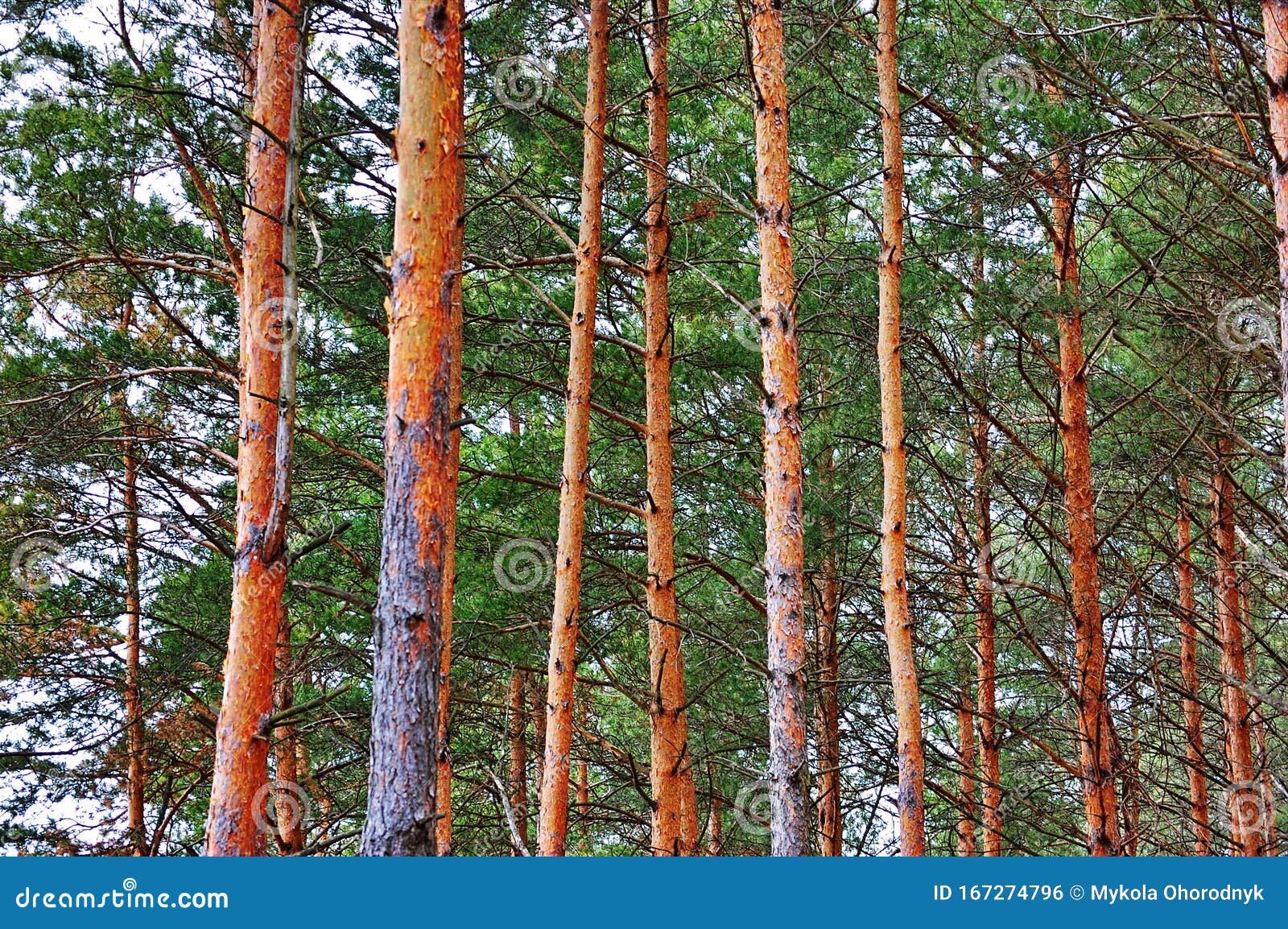 Forest Pine Trees Background View. Pine Tree Forest Stock Photo - Image ...