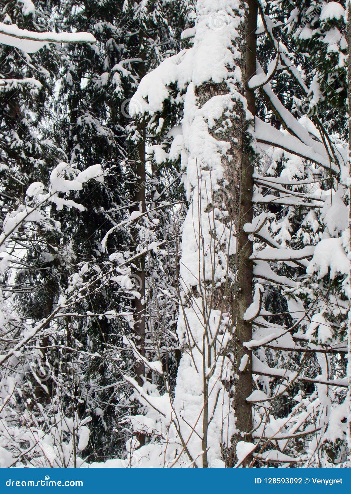 Forest Pine Trees after the Heavy Snowfall Stock Photo - Image of ...