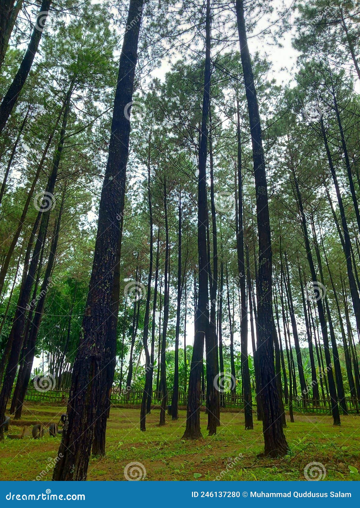 A Forest of Pine Trees Lined Up and Towering Stock Photo - Image of ...