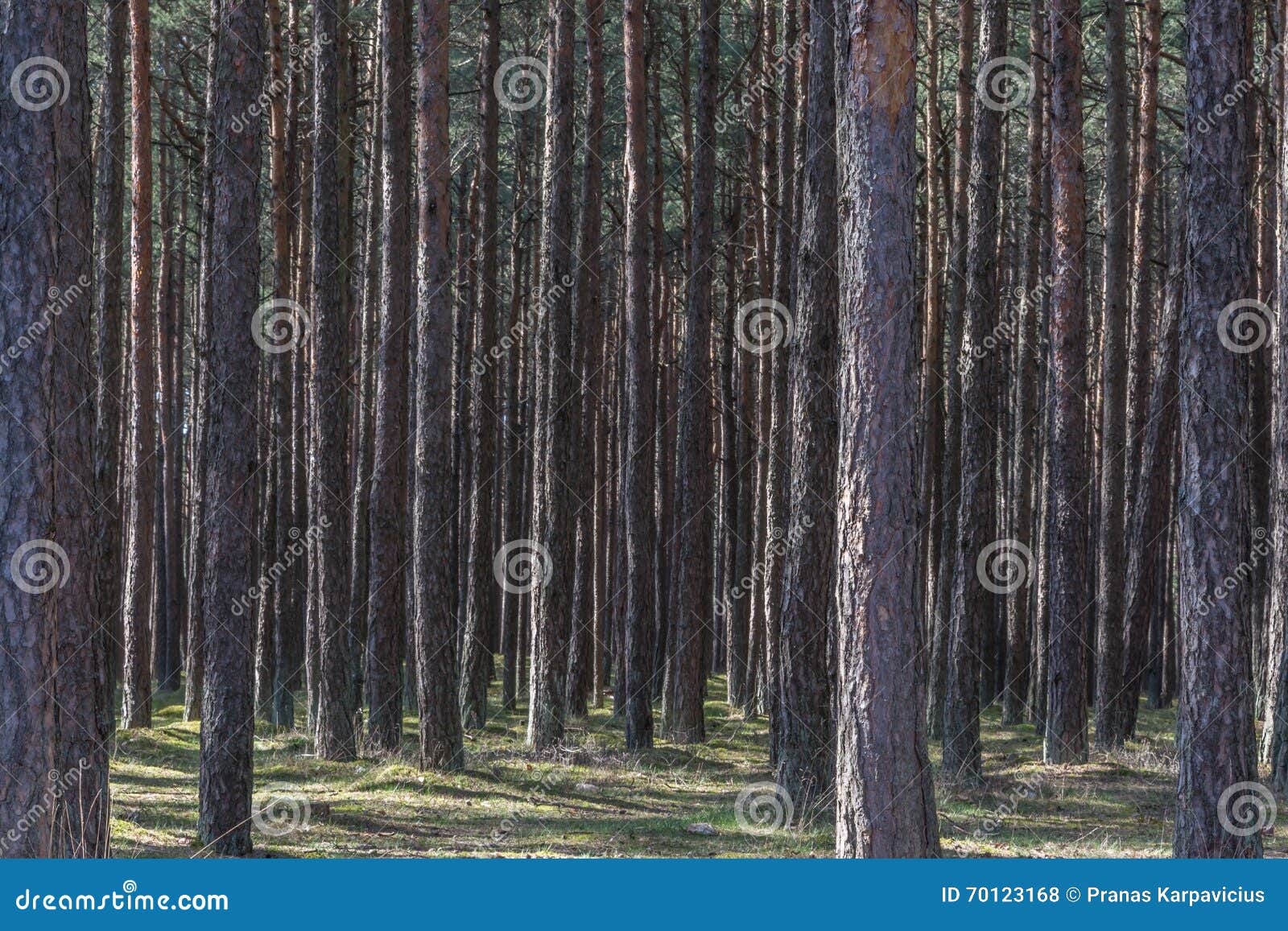 Forest of pine trees stock photo. Image of baltic, forest - 70123168