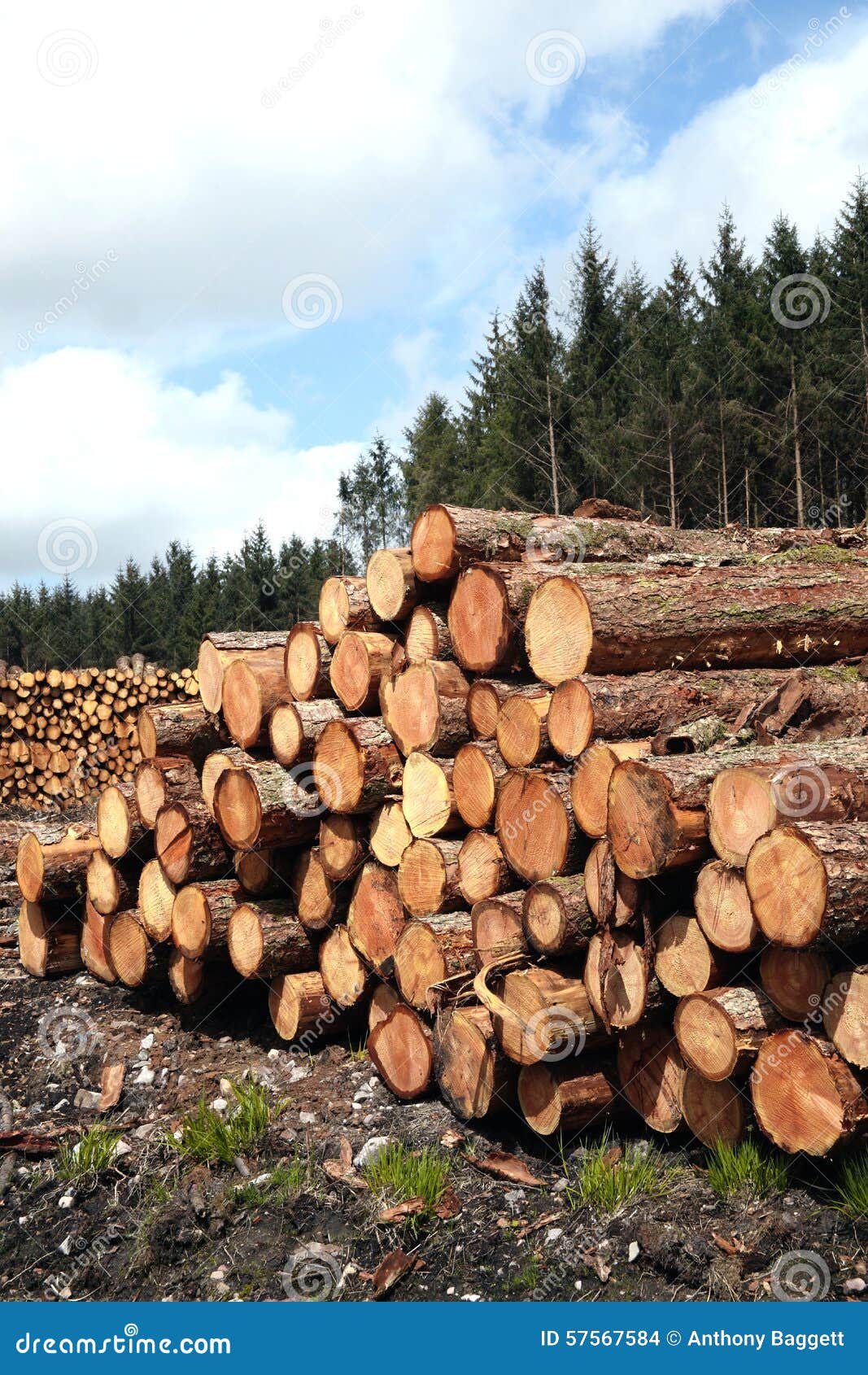 Forest Pine Trees Log Trunks Stock Photo - Image of renewable, outdoors ...