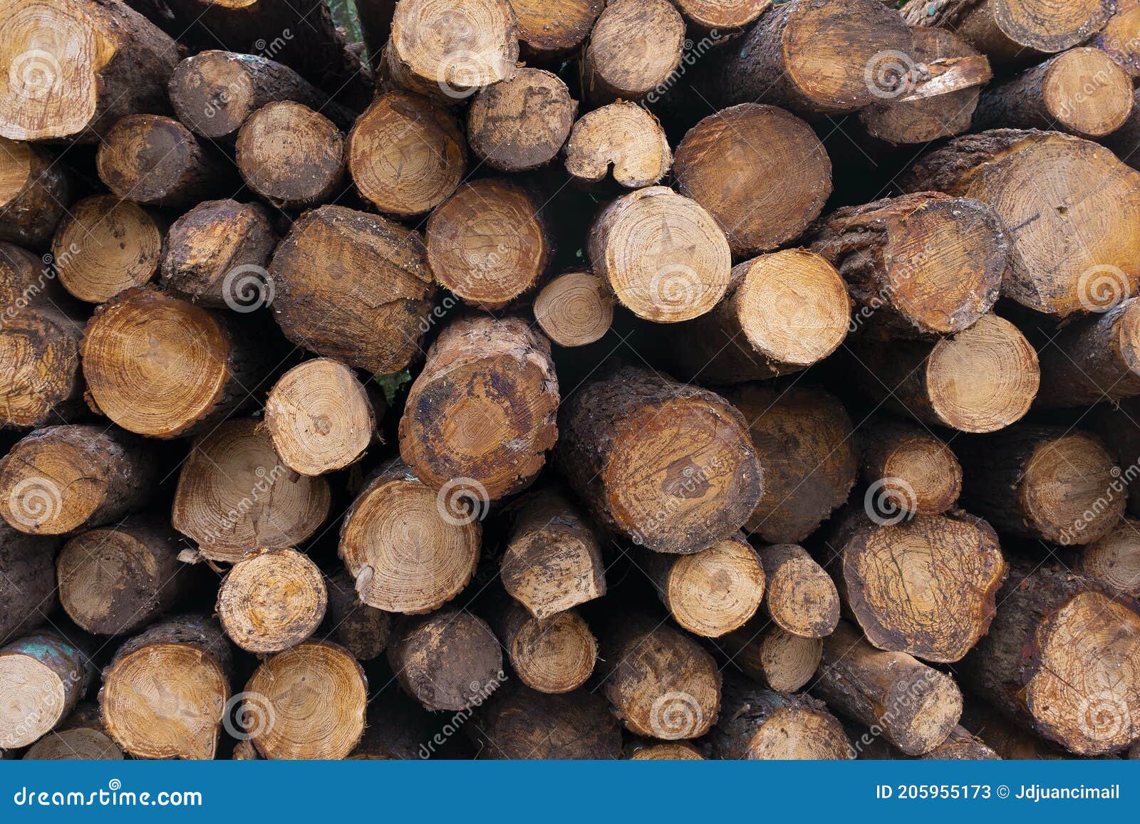 Forest Pine Trees in a Log Trunks Pile Ready for Logging Timber Wood ...