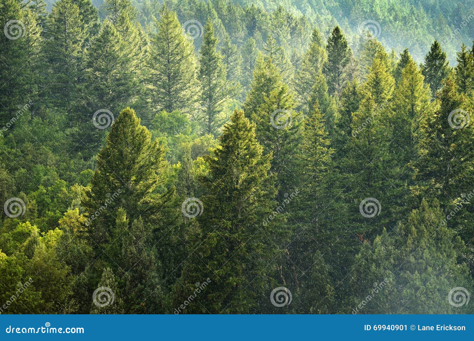 Forest of Pine Trees and Mountains Stock Image - Image of nature ...