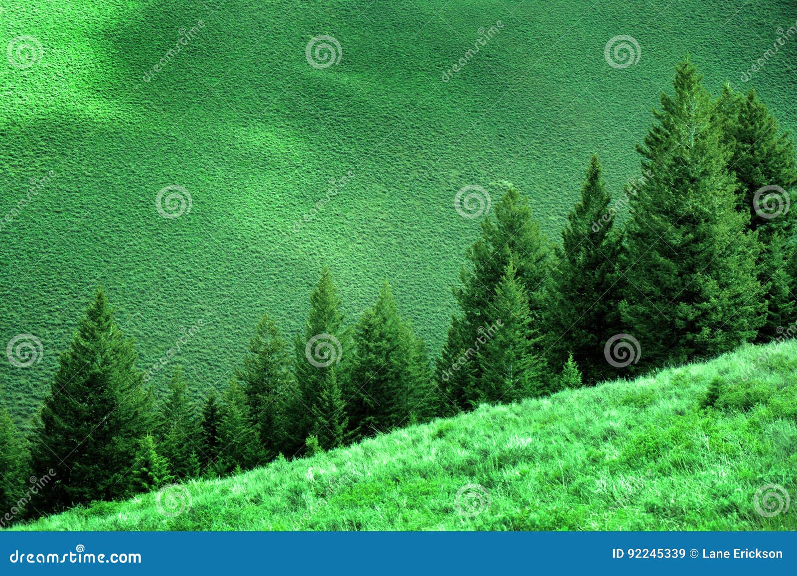 Forest of Pine Trees on Mountainside Stock Image - Image of landscape ...