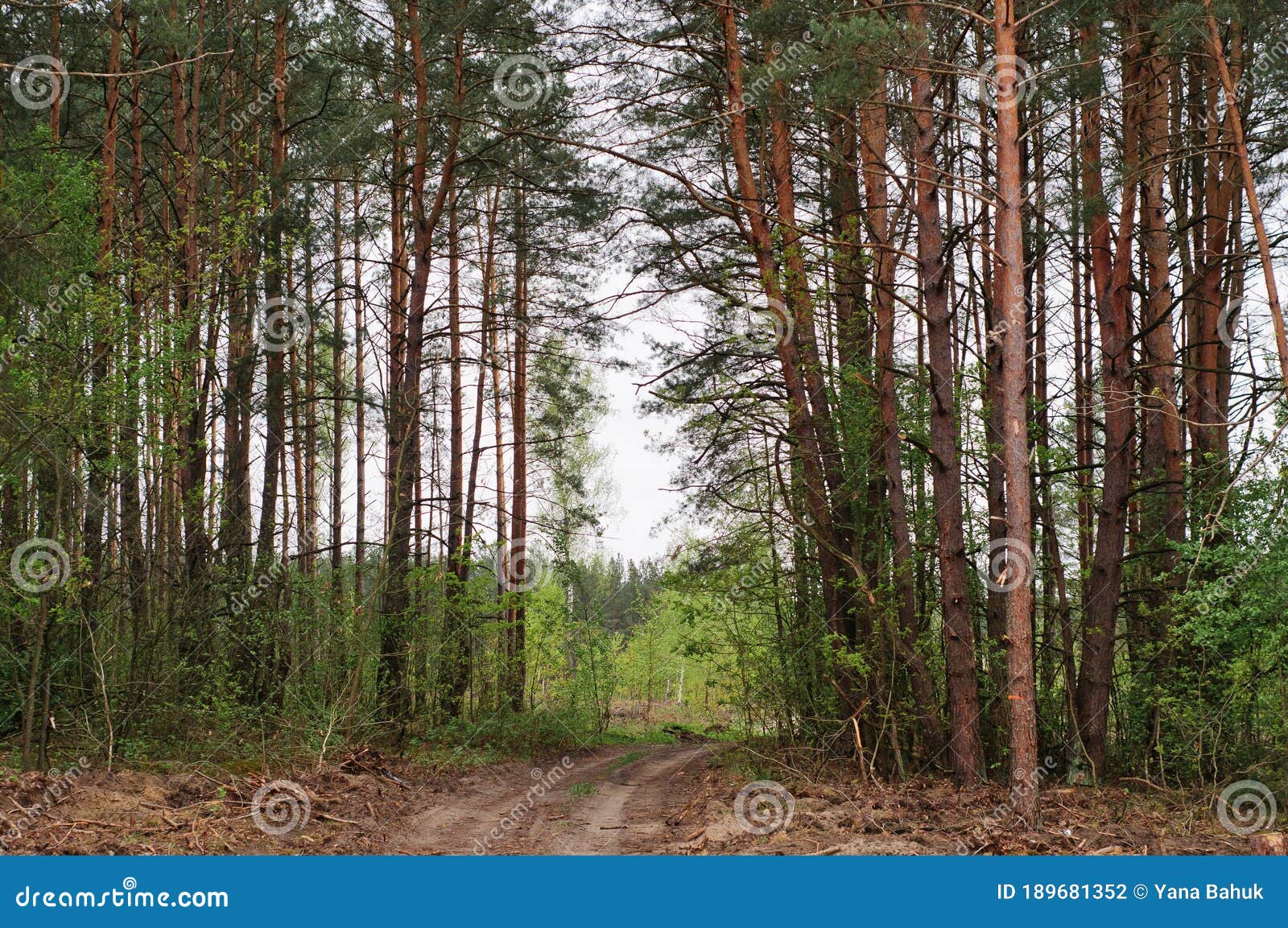 Forest Pine Trees in Spring. Pine Forest Landscape. Spring Forest Stock ...
