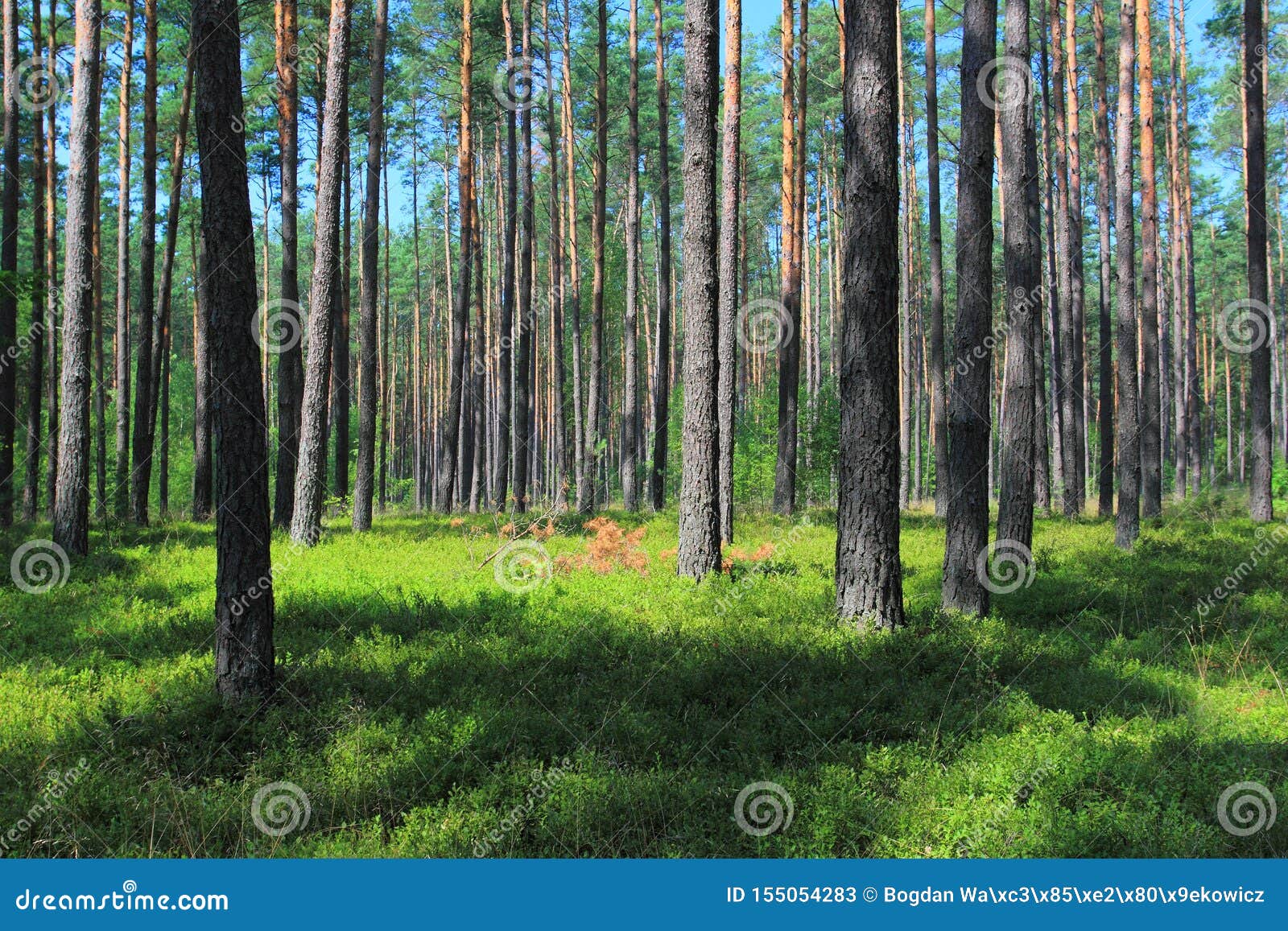 Pine Forest. Coniferous Forest in Poland Stock Image - Image of timber ...