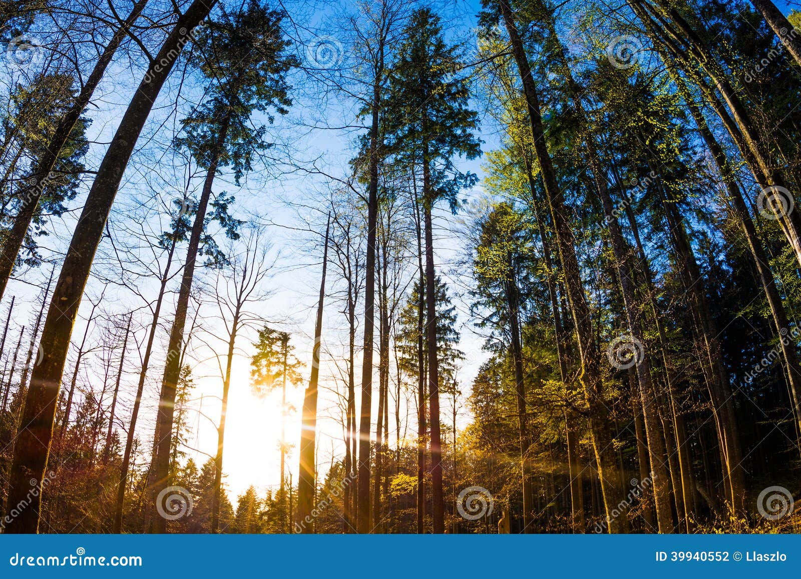Forest stock photo. Image of forest, sunshine, tree, countryside - 39940552