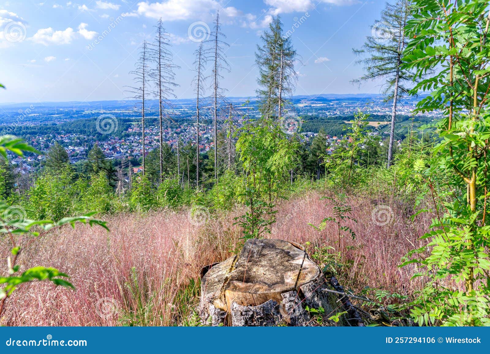 Forest with Pine Trees on a Sunny Day in the Countryside Stock Photo ...