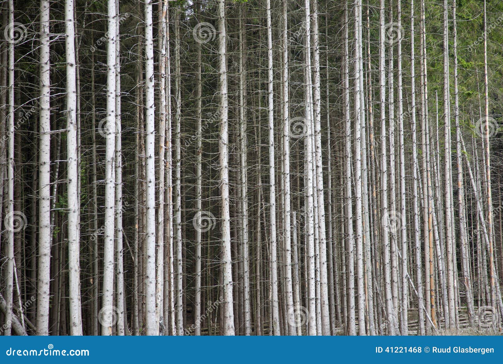 Forest with Pine Trees for Timber or Biomass Stock Photo - Image of ...