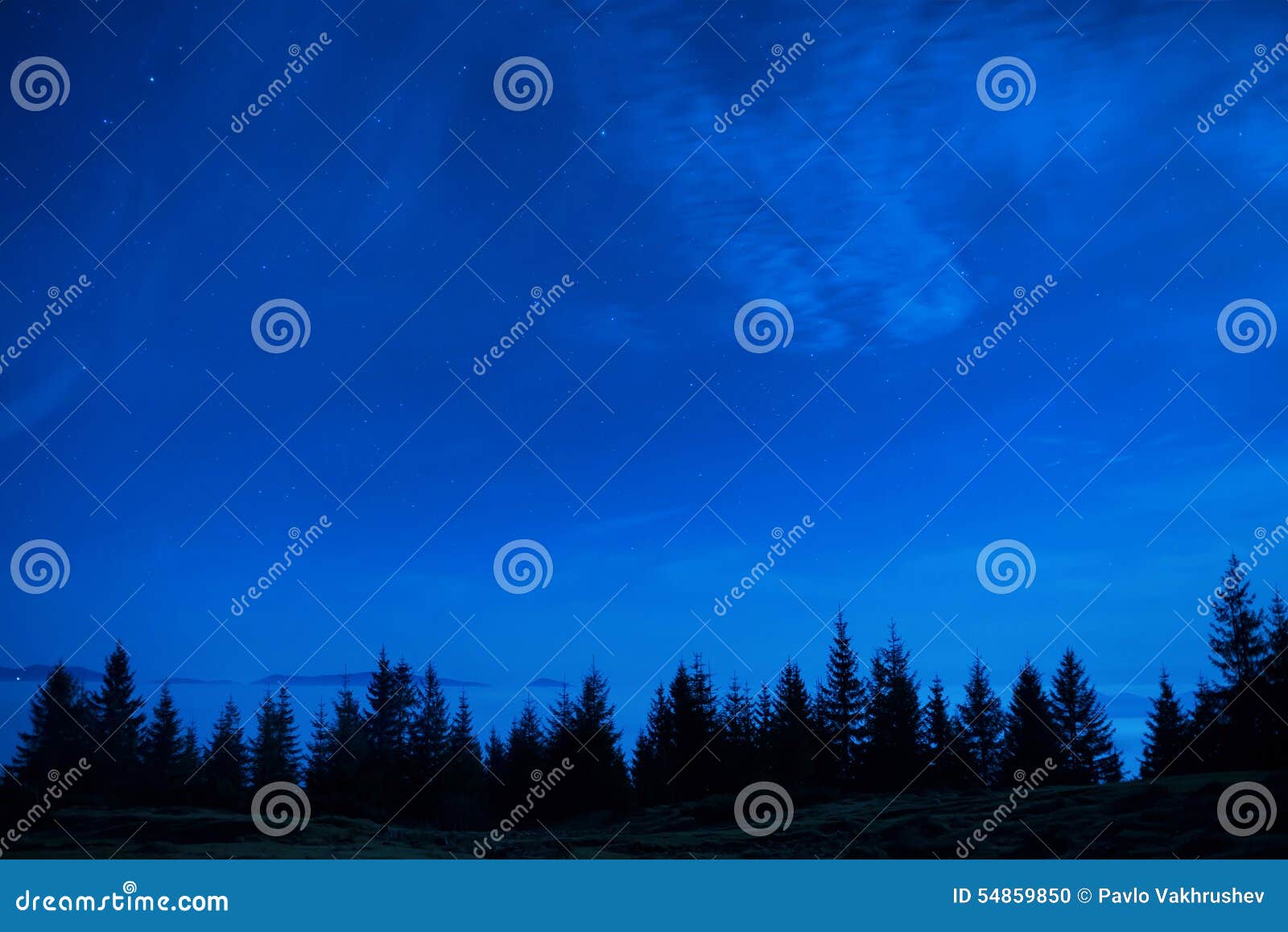 Forest of Pine Trees Under Blue Dark Night Sky Stock Photo - Image of ...