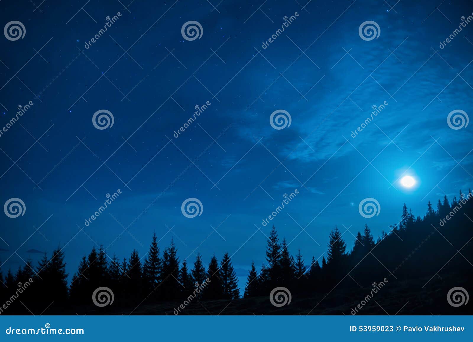 Forest of Pine Trees Under Moon and Blue Dark Night Sky Stock Image ...