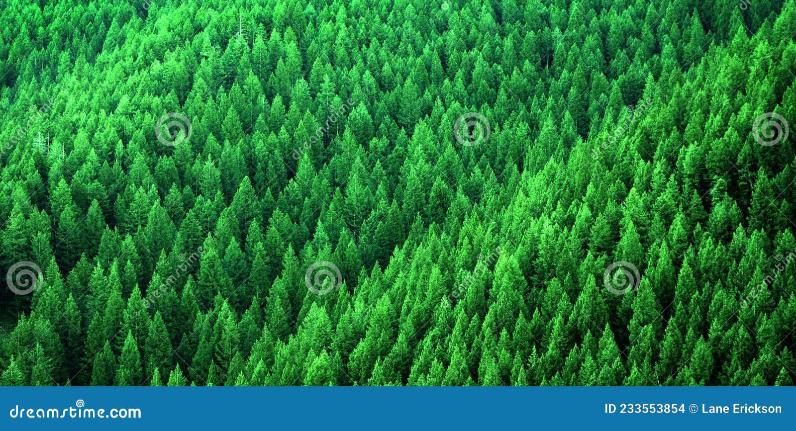 Forest of Pine Trees in Wilderness Mountains Environment Stock Photo ...