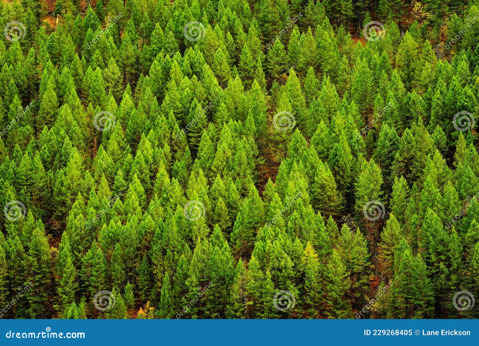 Forest of Pine Trees in Wilderness Mountains Stock Image - Image of ...